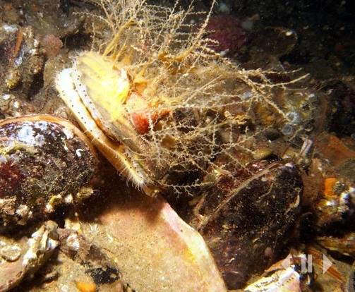 Marine Conservation Zones Upped By 27 Offshore England