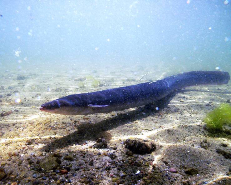 Deep Secrets Of The Slippery Eel Discovered