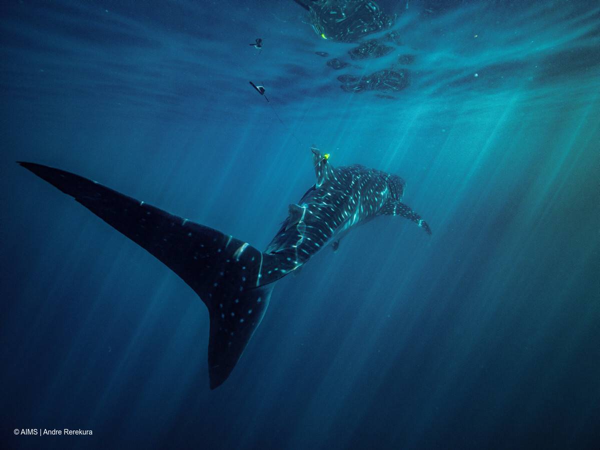 Whale Sharks Beware!