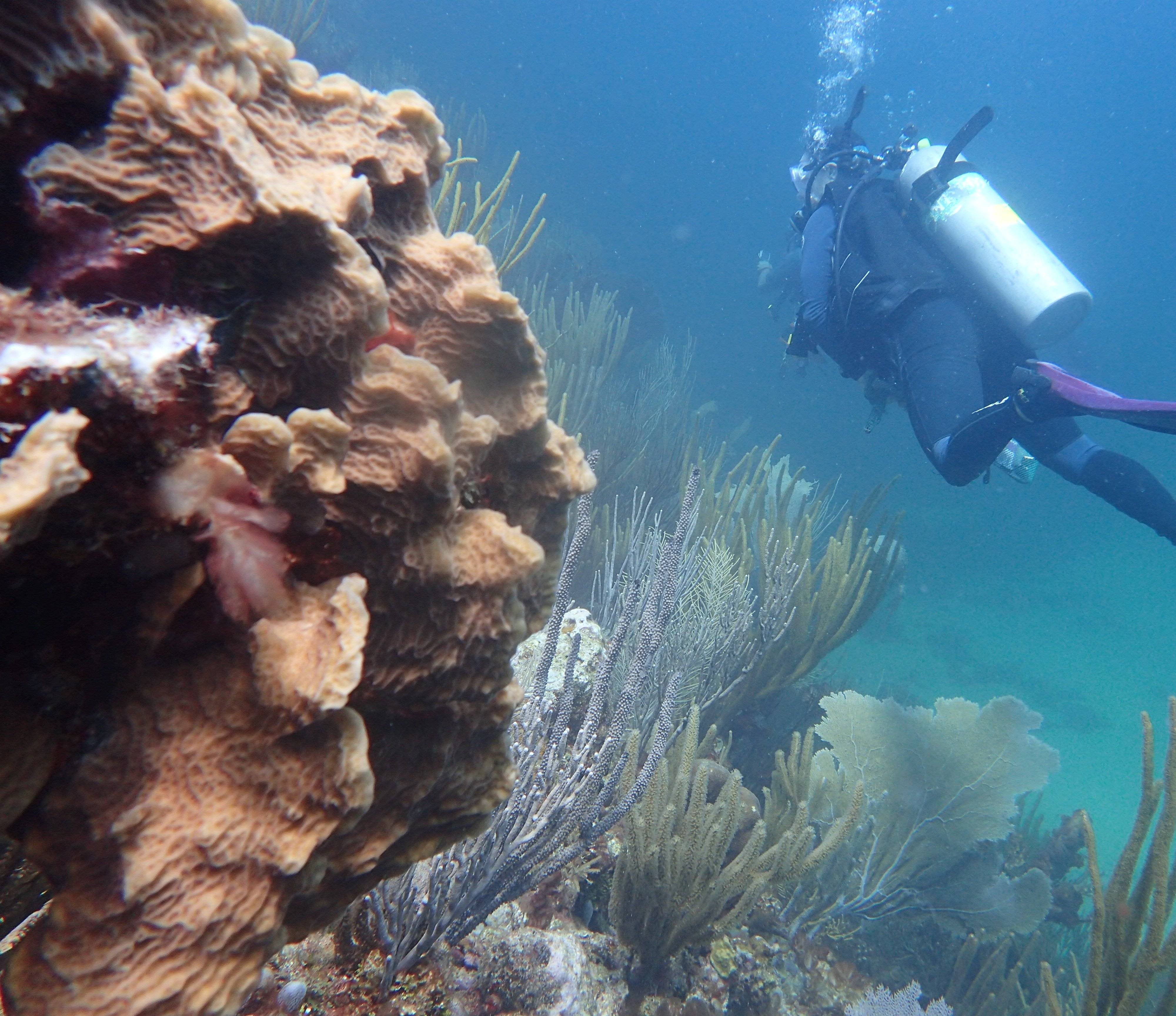 NOAA Boosts Efforts To Conserve Coral Reefs