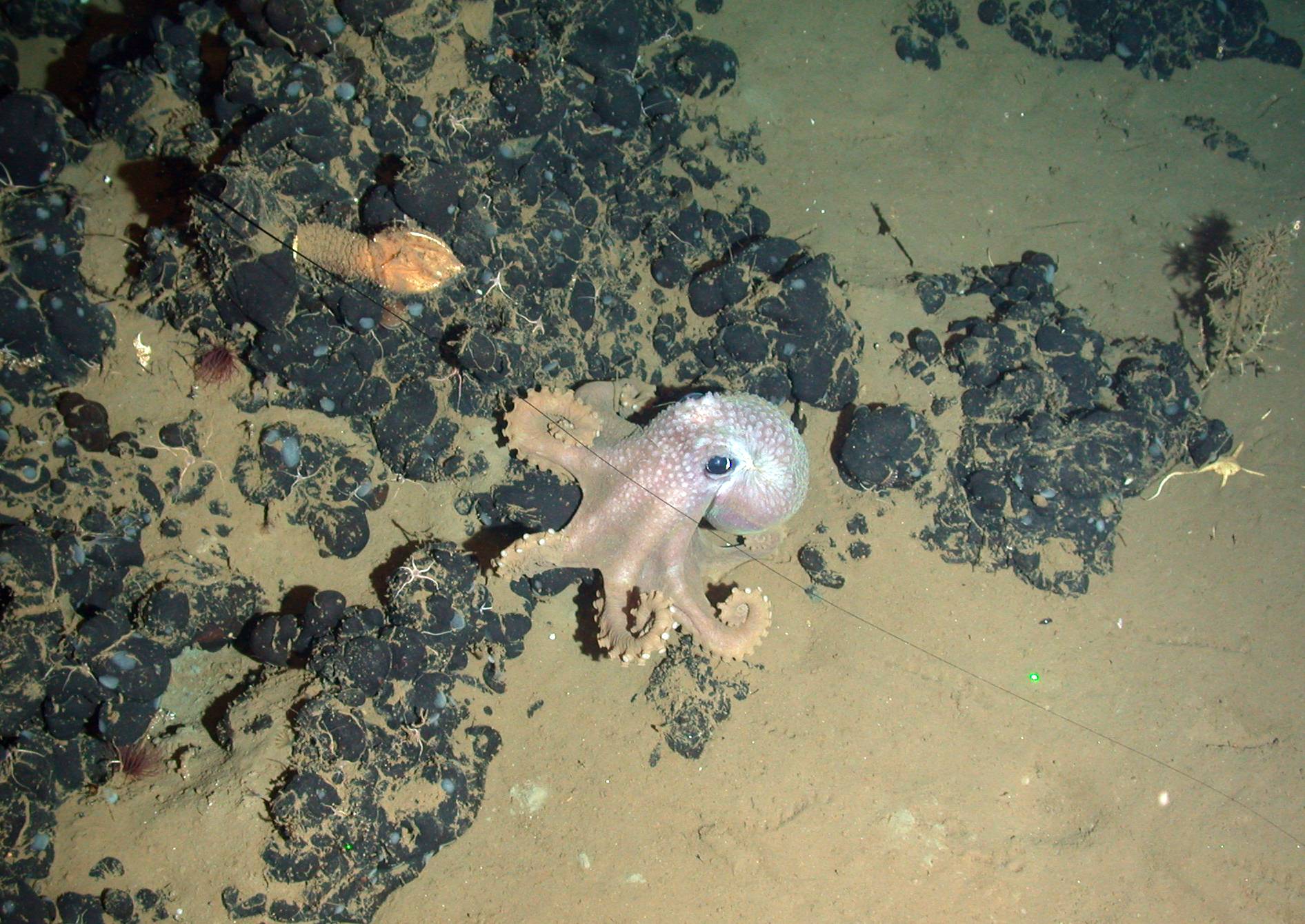 Scientists Puzzled By Deepwater Tar Mounds Off West