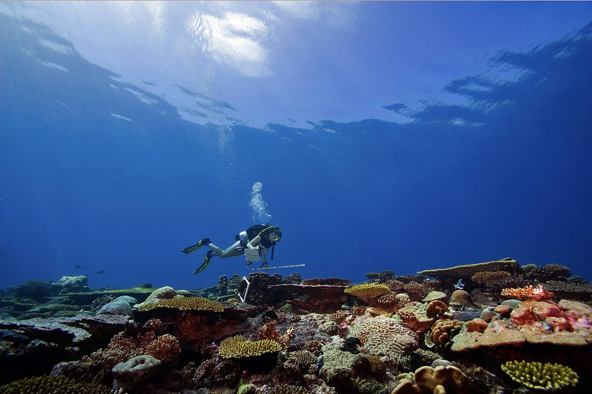 NASA, KSLOF Partner To Fast-Track Coral Reef Mapping