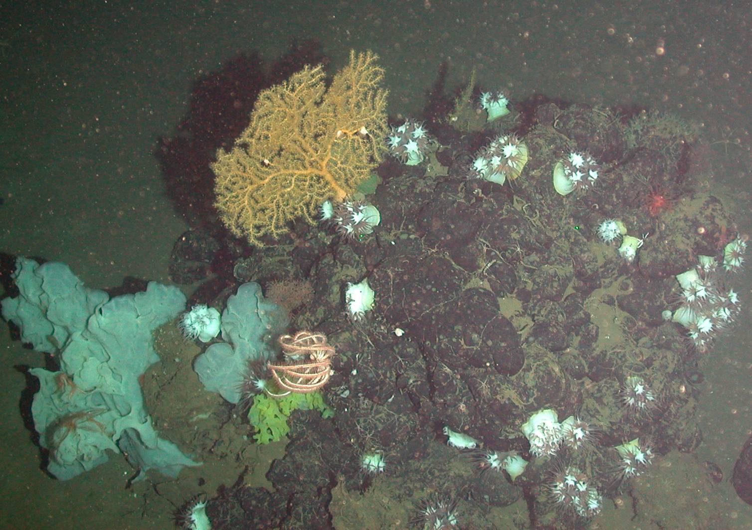 Scientists Puzzled By Deepwater Tar Mounds Off West