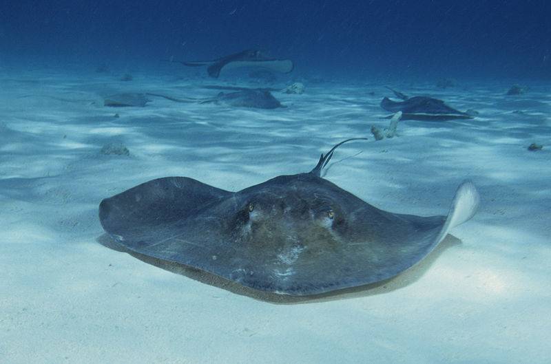 Sharks Rays & Chimaeras Now On Endangered Species List