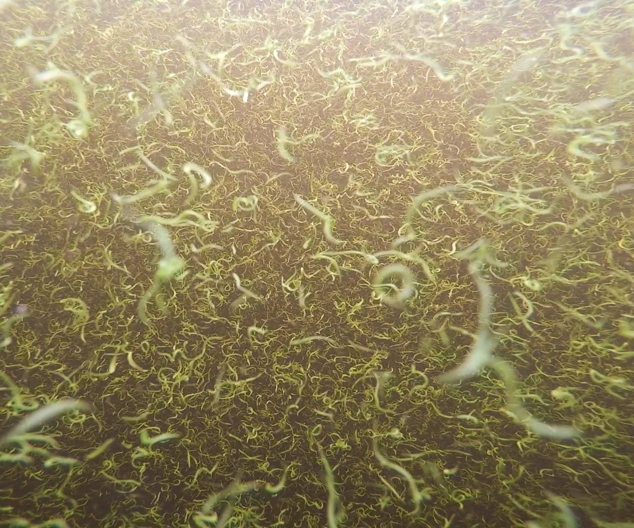 New Application For A AZFP