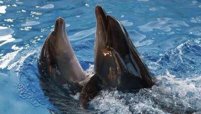 Russian Navy Take Over Crimea Combat Dolphins