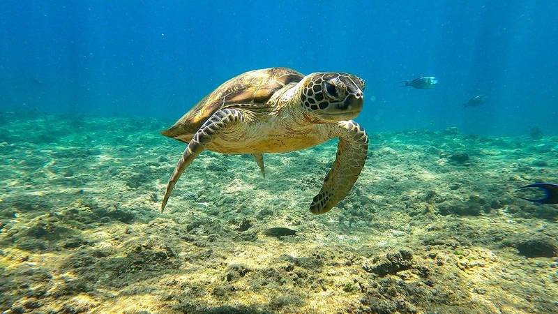 Endangered Hawksbill Turtles Set Free Into The Red Sea