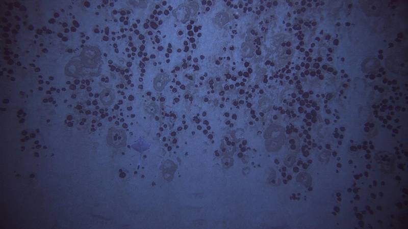 Australian Mining Magnate Calls For Ban On Seabed