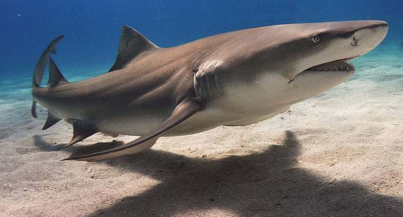 Lemon Sharks Go Back Home To Give Birth, Find