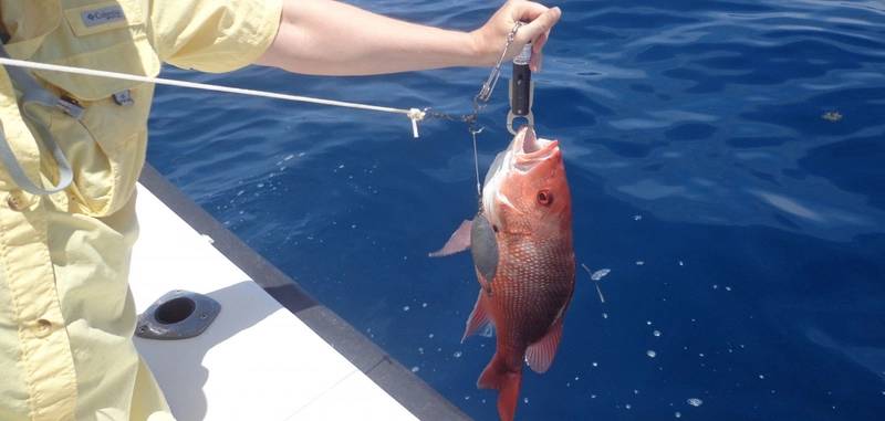 How Many Red Snapper Are In The Gulf Of Mexico?