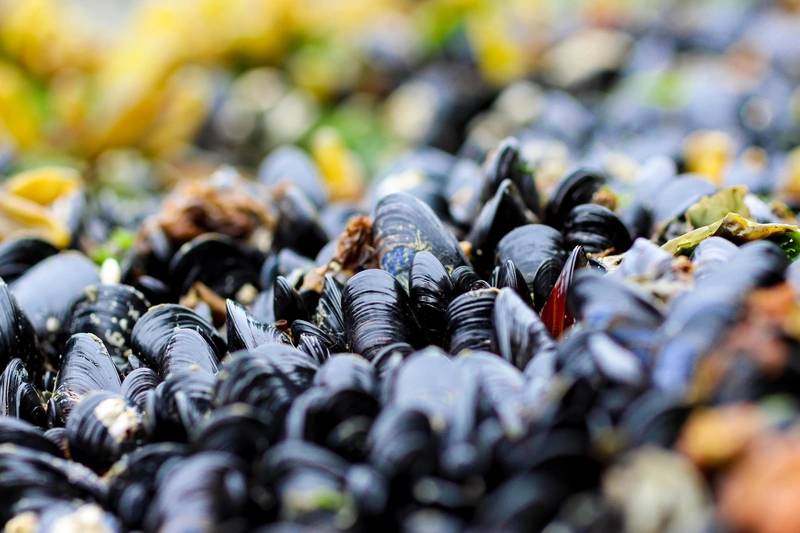 An Online Map Makes Shellfish Harvesting Safer