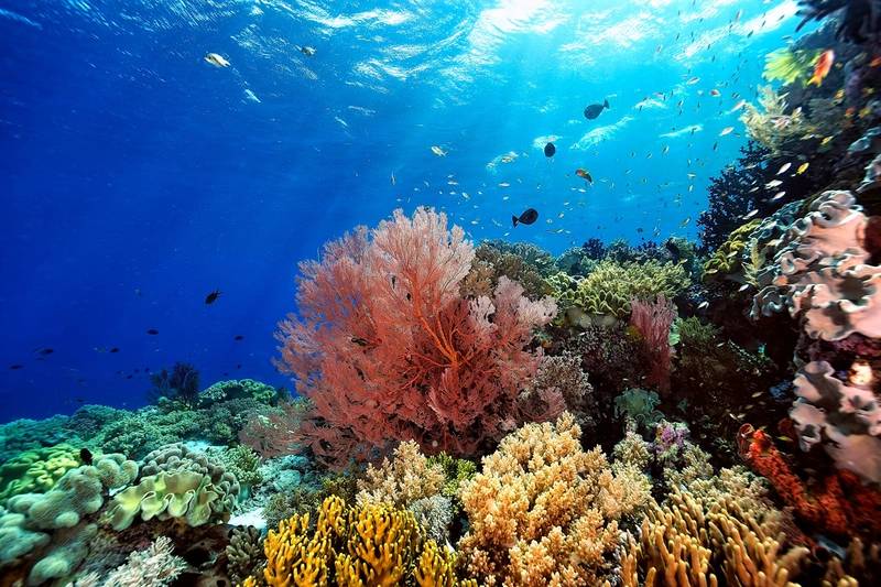 GFCR Greenlights $25M To Scale Up Coral Reef Resilience