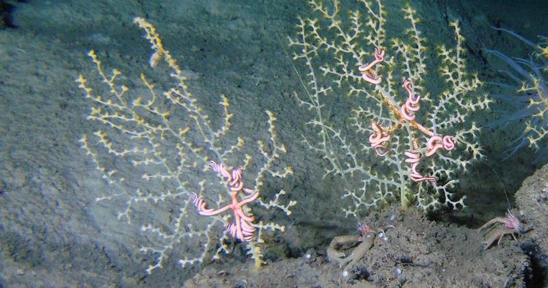 CSA Ocean Sciences Expands Remote Monitoring