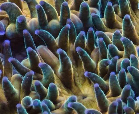 Scientists Explore Assisted Evolution To Help Coral
